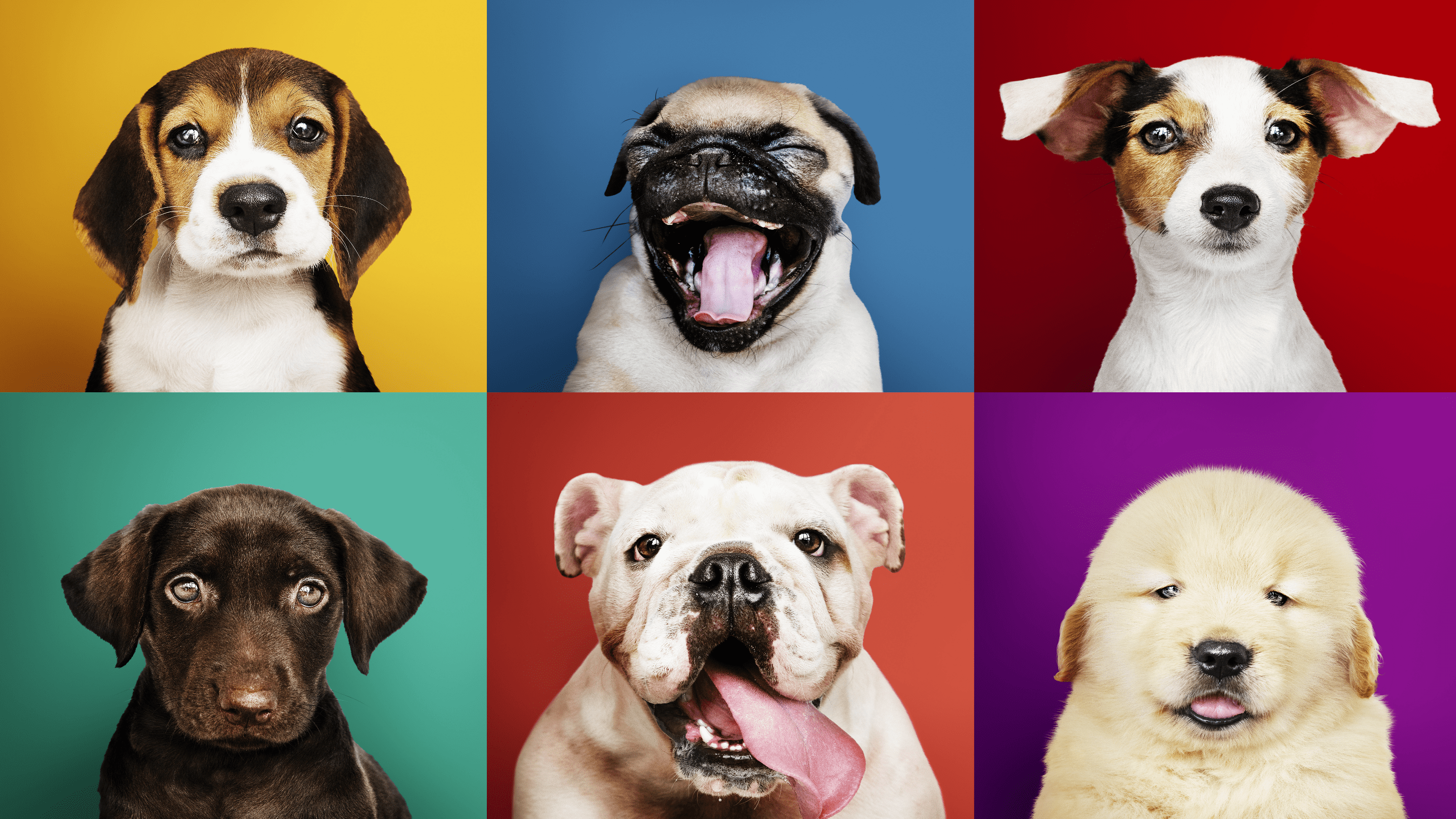 Happy Paws Online - Your One-Stop Shop for Pet Supplies & Accessories