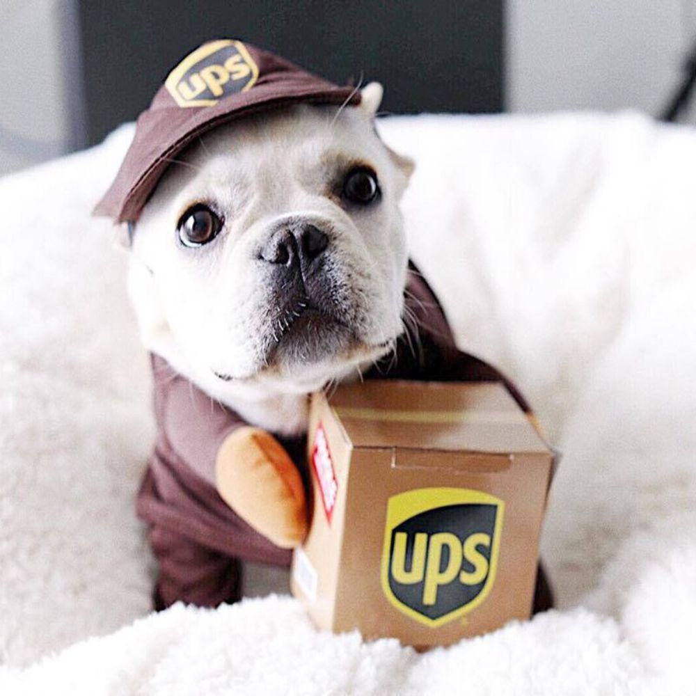 UPS dog costume, USPS Courier dog costume, Fun & cute dog costumes!