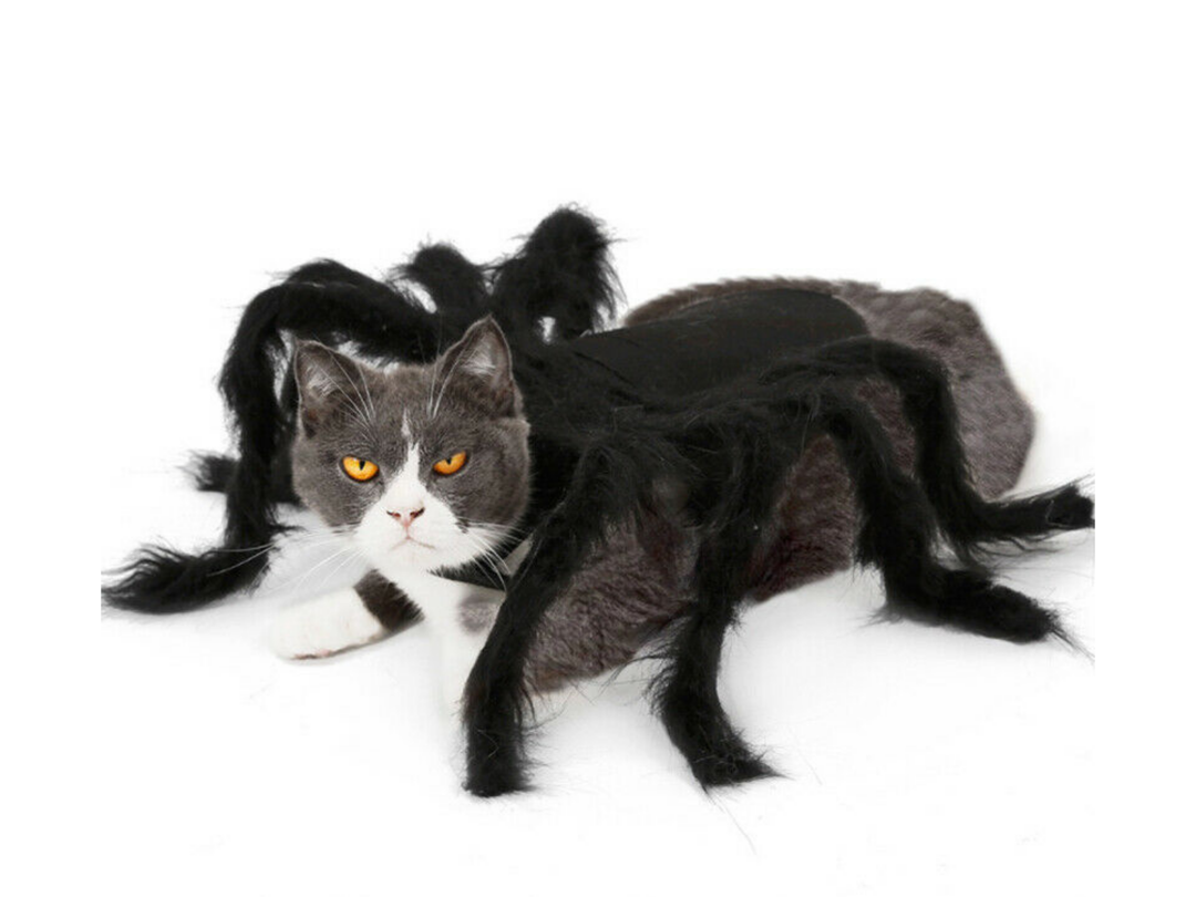 Spider dog costume, Halloween dog costume, Fun halloween costumes!